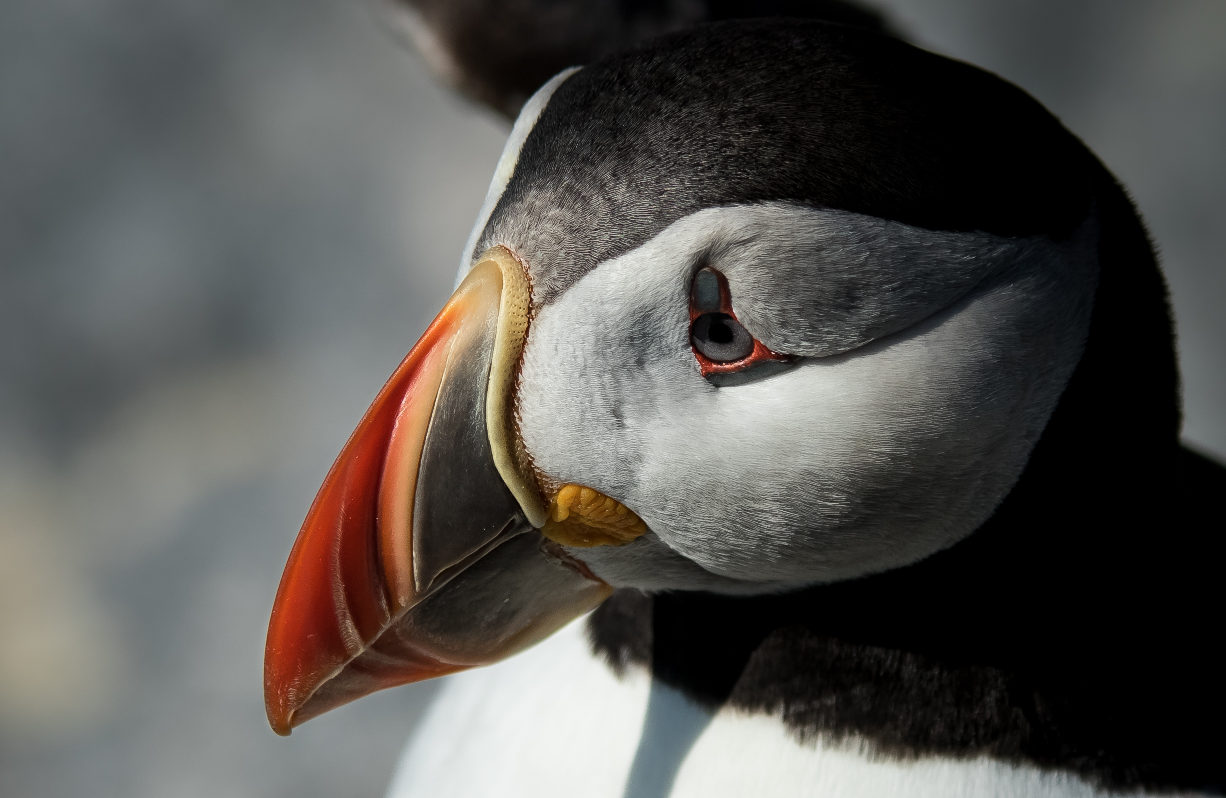 Atlantic Puffin Portrait | Shutterbug